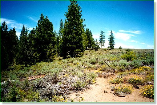 BILLYLAND - OREGON LAND 10.80 ACRES LEVEL/VIEWS/PINES