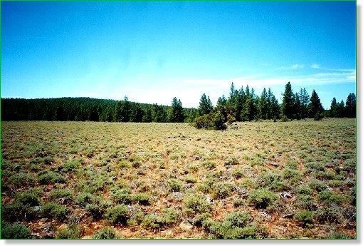 BILLYLAND - OREGON LAND 10.80 ACRES LEVEL/VIEWS/PINES