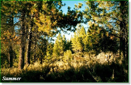BILLYLAND - OREGON LAND 10.80 ACRES LEVEL/VIEWS/PINES